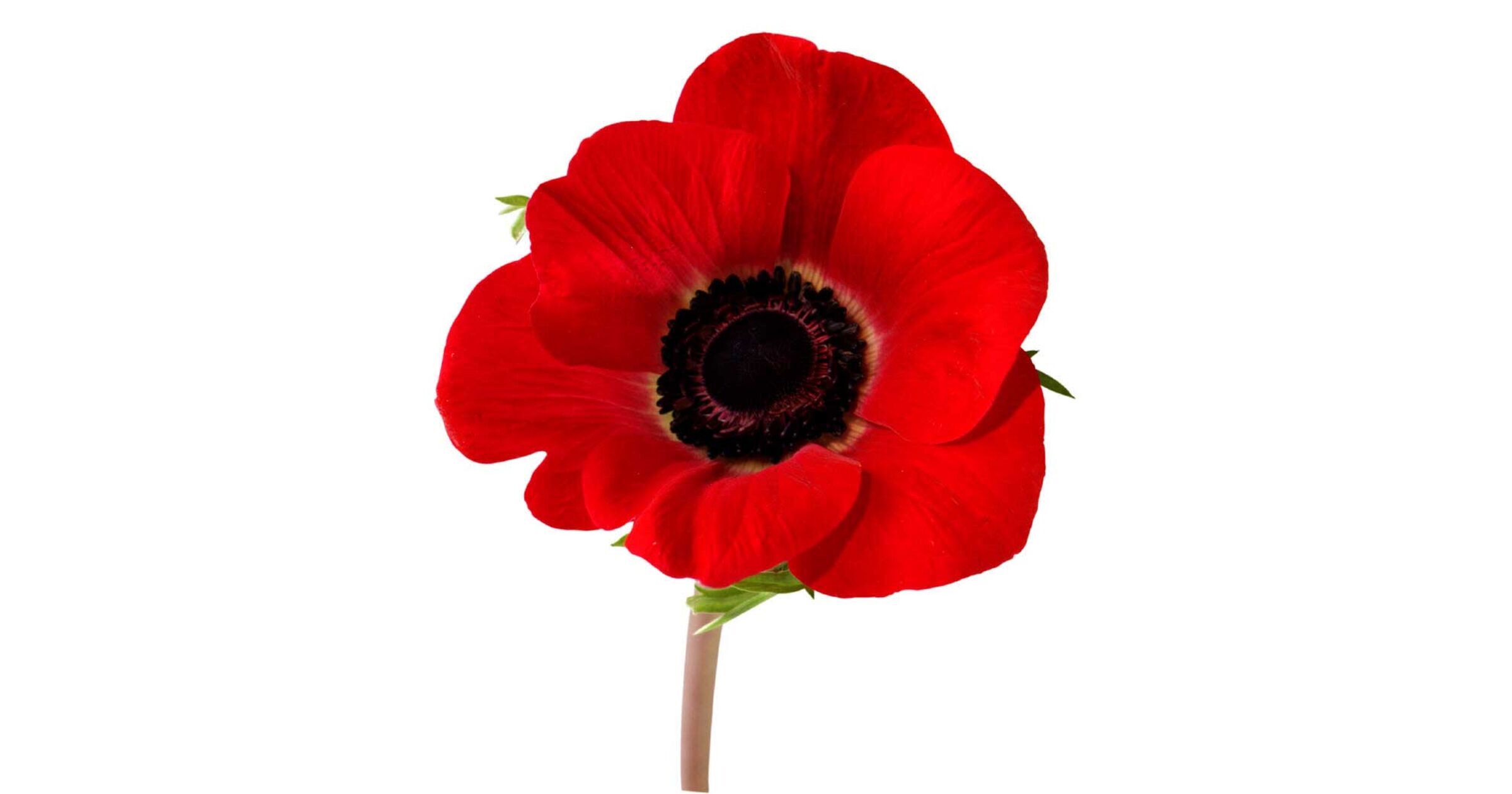 Honouring Heroes: The Poppy Appeal 2024 Launches to Support Modern-Day ...